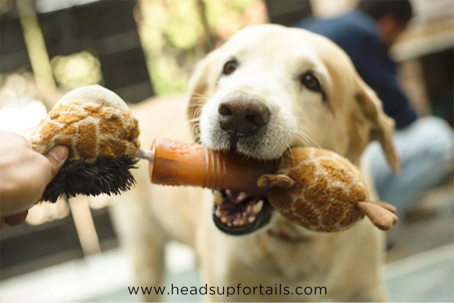 Pet safety in the spotlight, Unisys is encouraged by Digi-Pet response ...